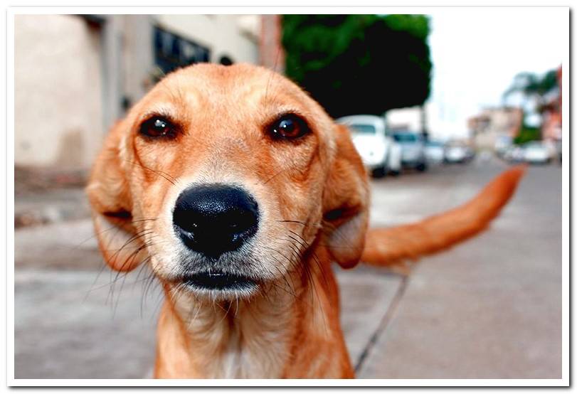 28 Tiny How Much Does It Cost To Adopt A Dog From Cyprus Picture HD