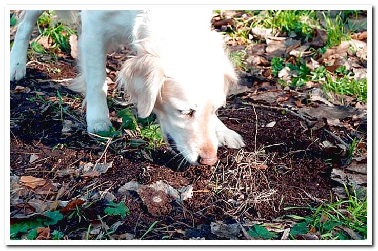 Why does my dog eat dirt? Main reasons - Dogsis Why does my dog eat dirt? Main reasons - Dogsis
